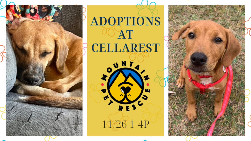 Adoptions at Cellarest - Mountain Pet Rescue Asheville