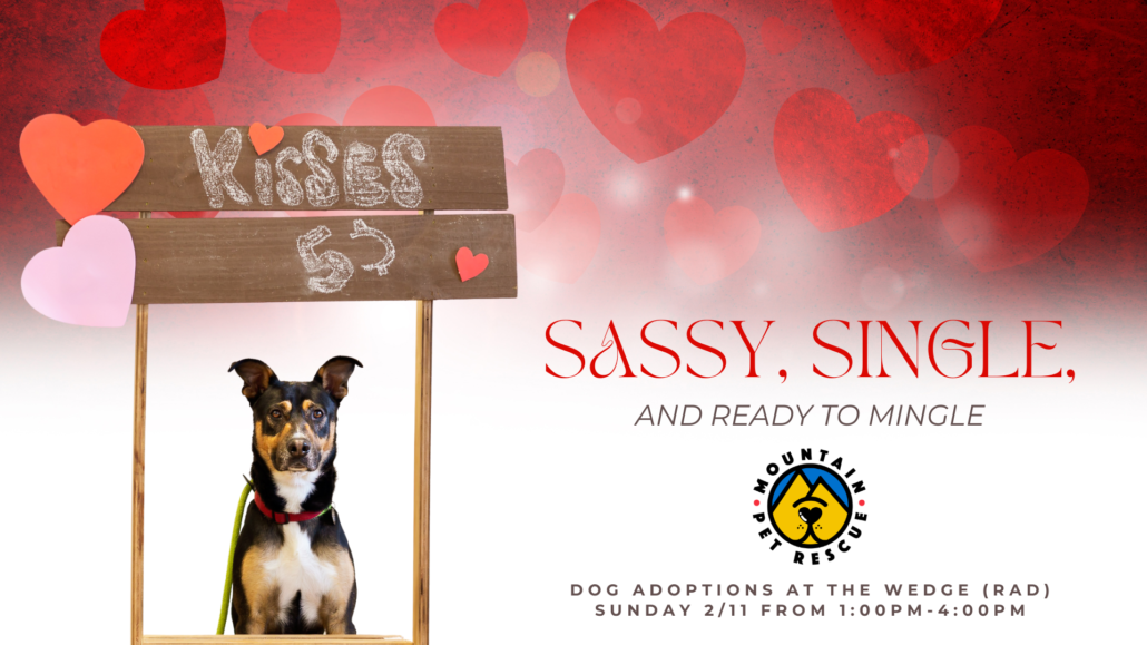 Rad Pups at Wedge - Mountain Pet Rescue Asheville